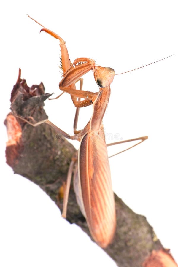 Mantis insects closeup stock photo. Image of brown, macro - 21359004