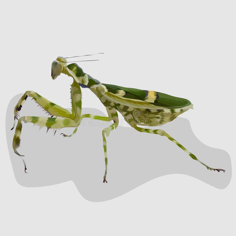 Mantis Isolated Realistic Hand Drawn Vector Stock Vector - Illustration ...