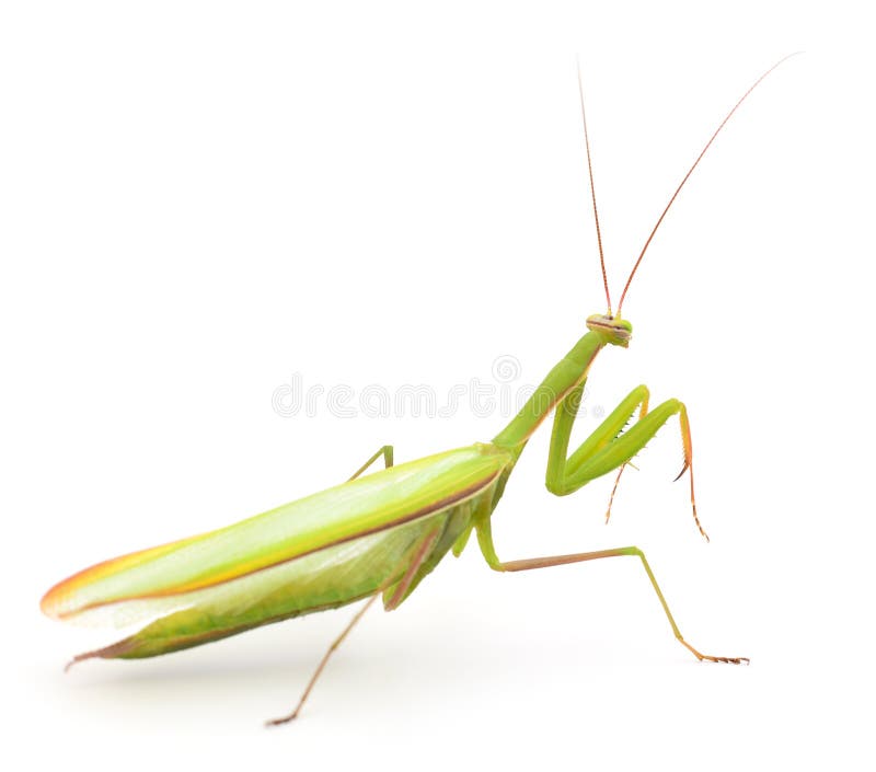 Mantis Isolated on White Background. Stock Image - Image of praying ...