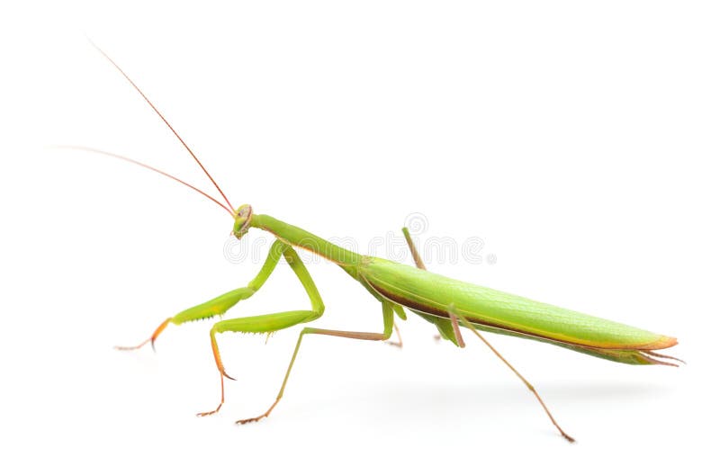Mantis Isolated on White Background Stock Image - Image of closeup ...