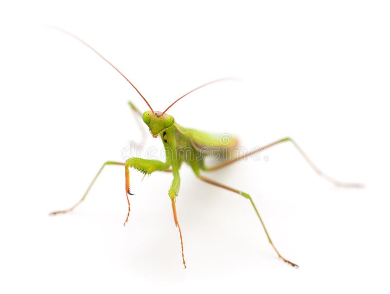 Mantis Isolated on White Background Stock Image - Image of wild ...