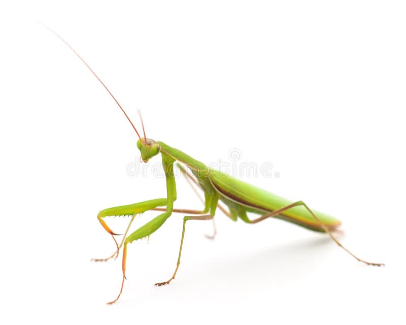 Mantis Isolated on White Background Stock Image - Image of closeup ...