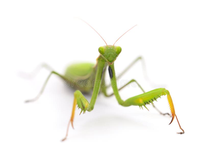 Mantis Isolated on White Background Stock Photo - Image of closeup ...