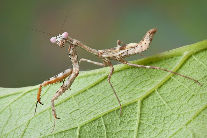 Mantis on leaf stock image. Image of insect, budwing - 24651929