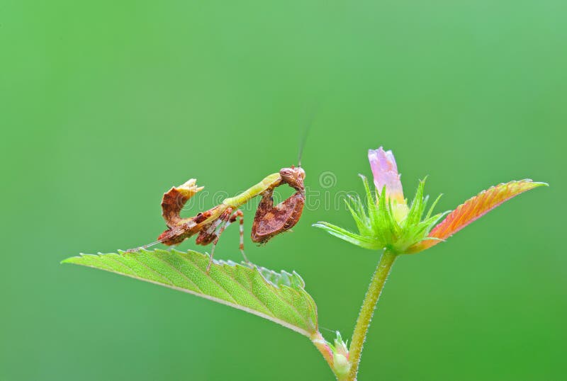 Mantis on leaf stock photo. Image of clean, wildlife - 26369574