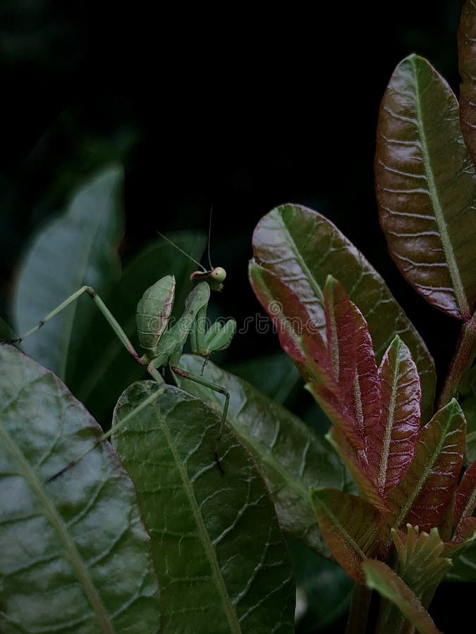 Mantis on a leaf stock photo. Image of insect, wild - 172687230