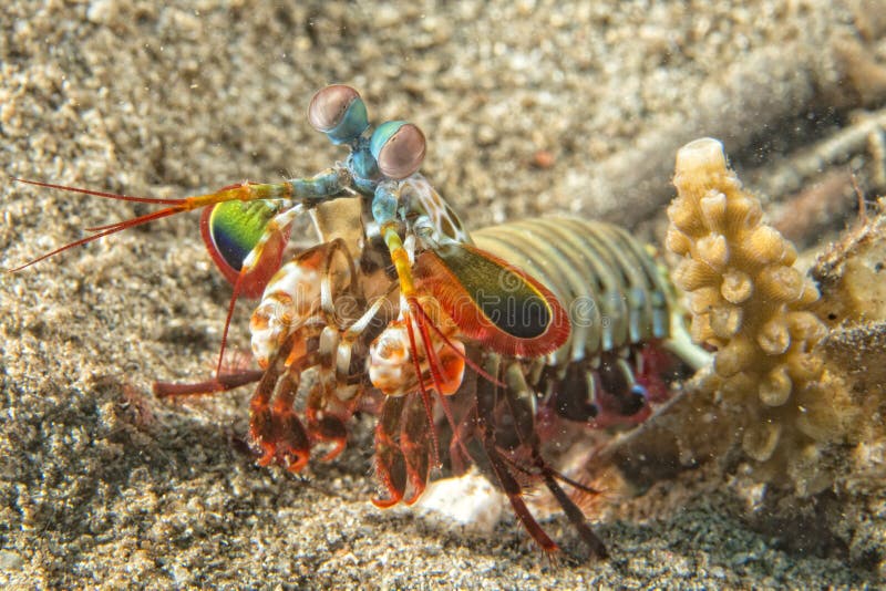 Mantis Lobster Defending Eggs Stock Photo - Image of freshness ...