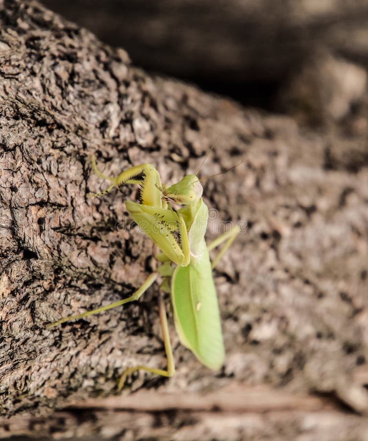 Mantis on a Log . Mantis Looking at the Camera. Mantis Insect Predator ...