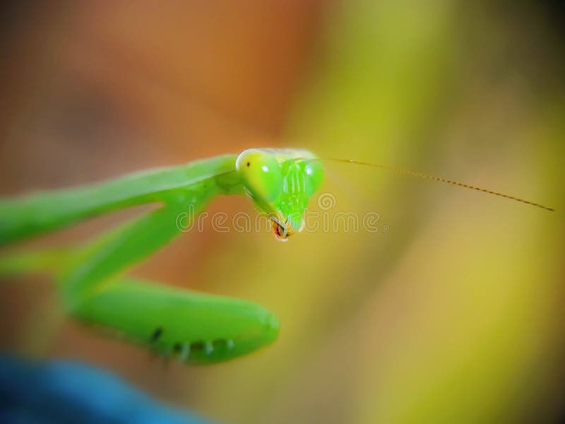 Mantis look stock image. Image of mantis, green, insect - 172478405