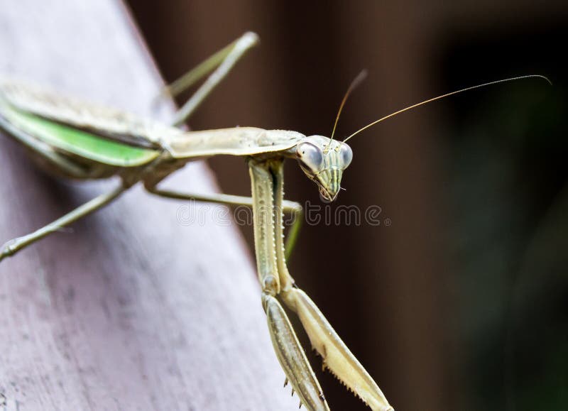 A Mantis Looking at the Camera Stock Image - Image of looking, wild ...
