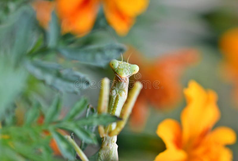 A Mantis is Looking among the Flowers, the European Mantis Mantis ...