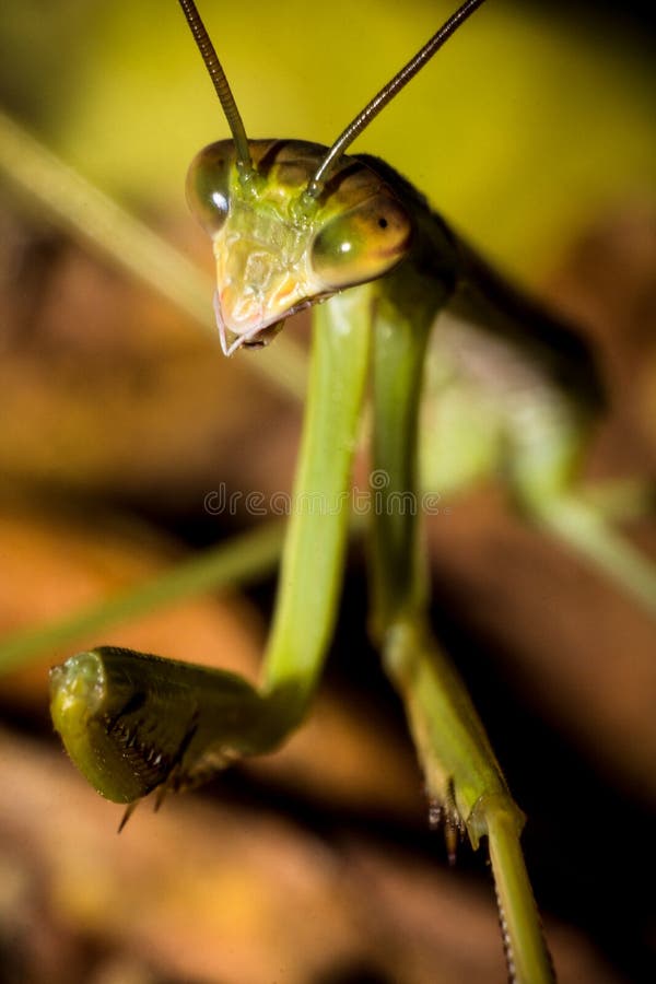 Mantis looking at you stock photo. Image of wildlife - 181609240