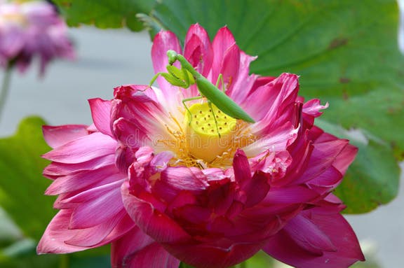 Mantis on Lotus stock image. Image of flowers, close - 162787871