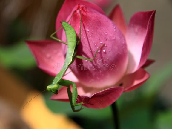 Mantis and lotus stock photo. Image of anticipation, grasshopper - 25583212
