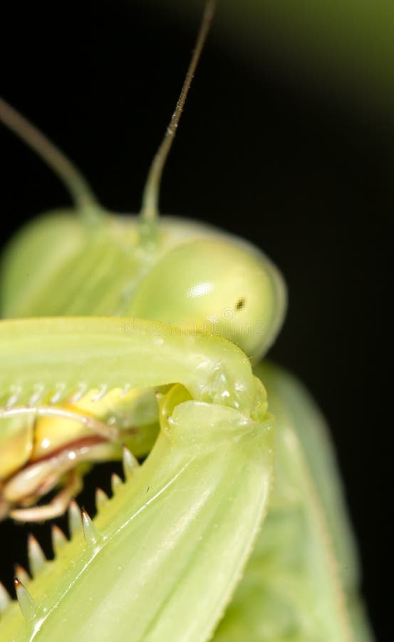 Mantis, macro stock image. Image of mantodea, manteidae - 105470441