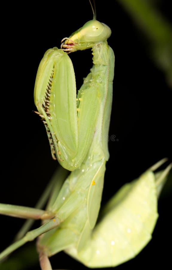 Mantis, macro stock image. Image of religiosa, manteidae - 105470621