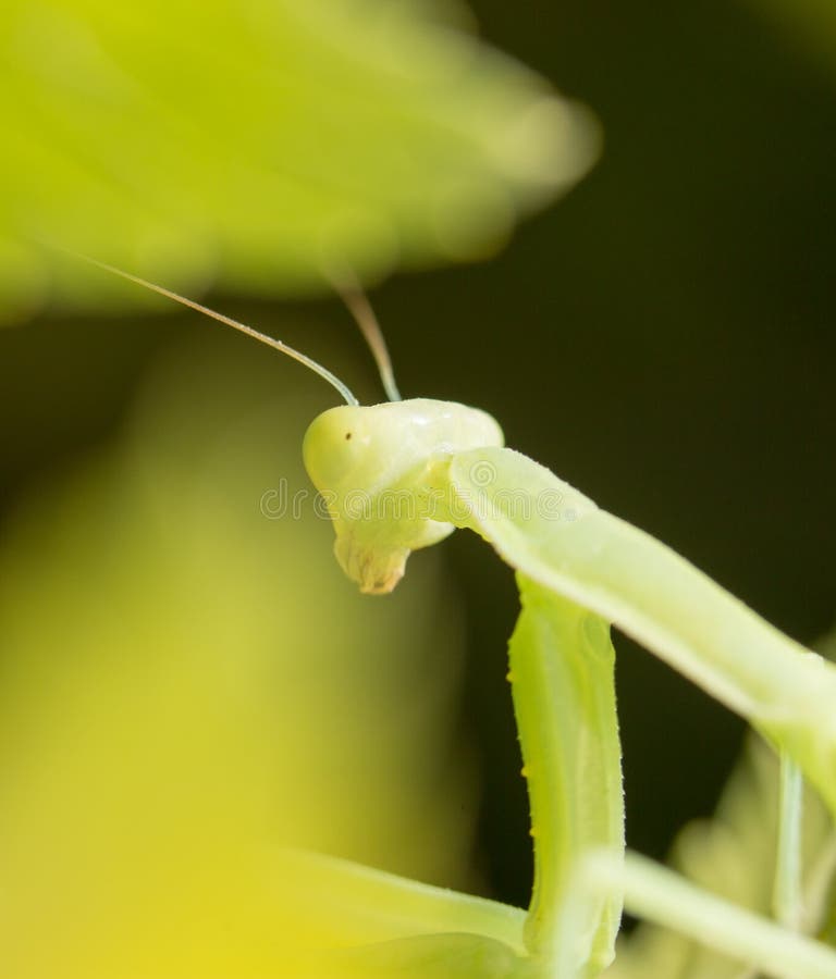 264 Praying Mantis Macro Mandible Stock Photos - Free & Royalty-Free ...