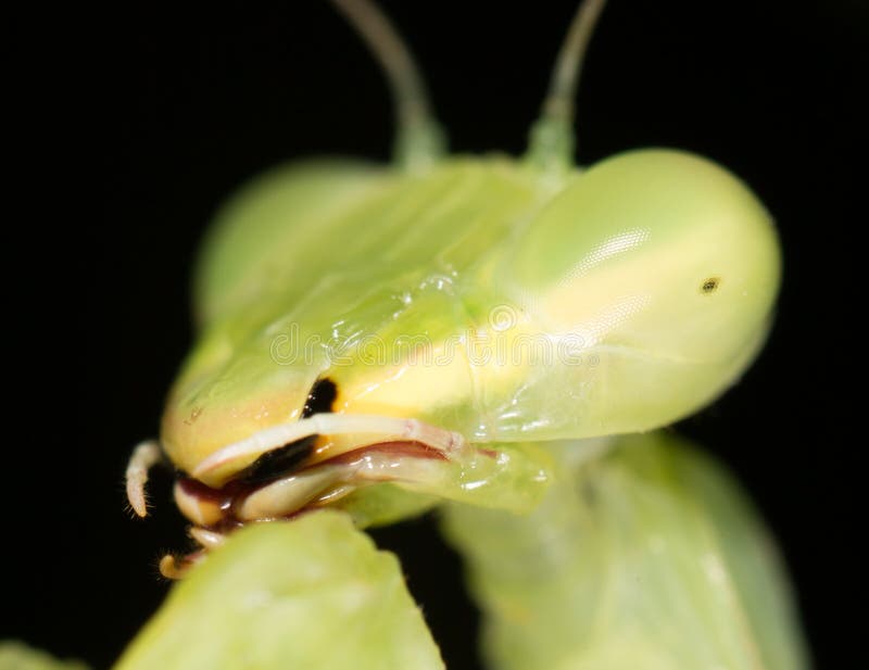 264 Praying Mantis Macro Mandible Stock Photos - Free & Royalty-Free ...