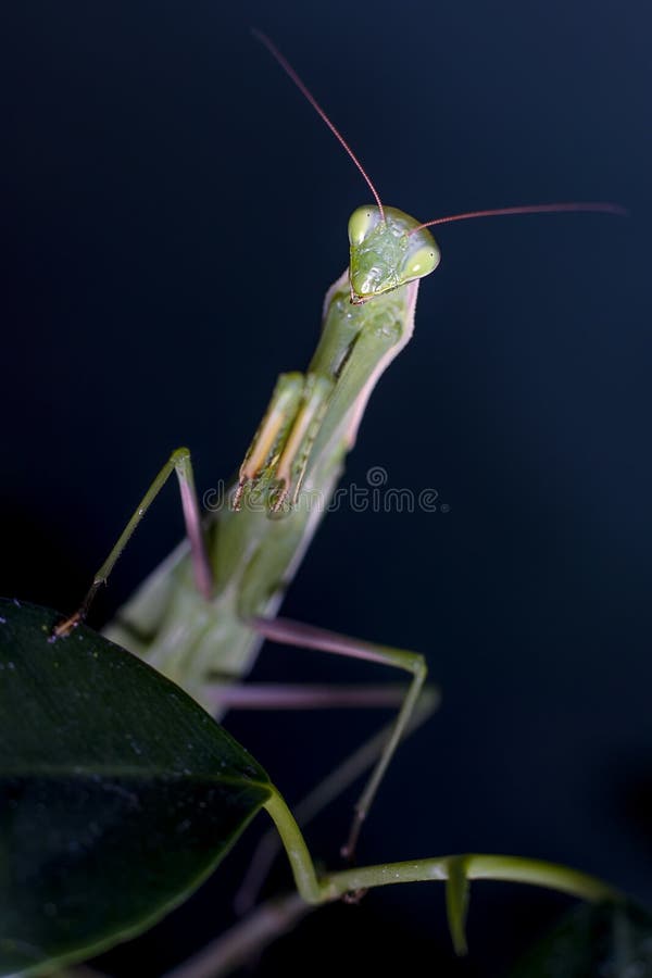Mantis in macro stock photo. Image of animal, fauna, green - 75498212