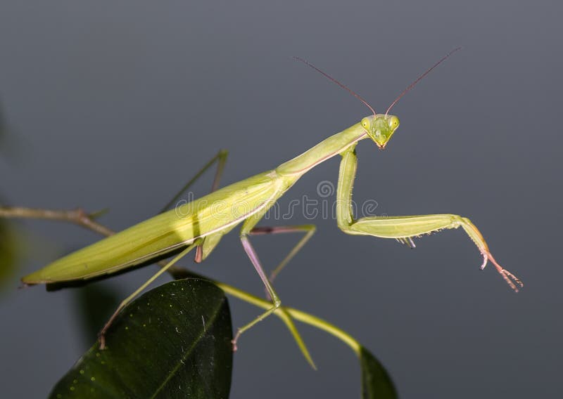 Mantis in macro stock image. Image of portrait, animal - 75498699