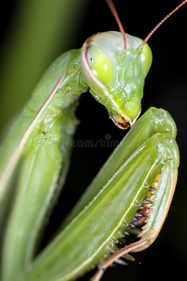 Mantis in macro stock image. Image of nature, closeup - 75499229