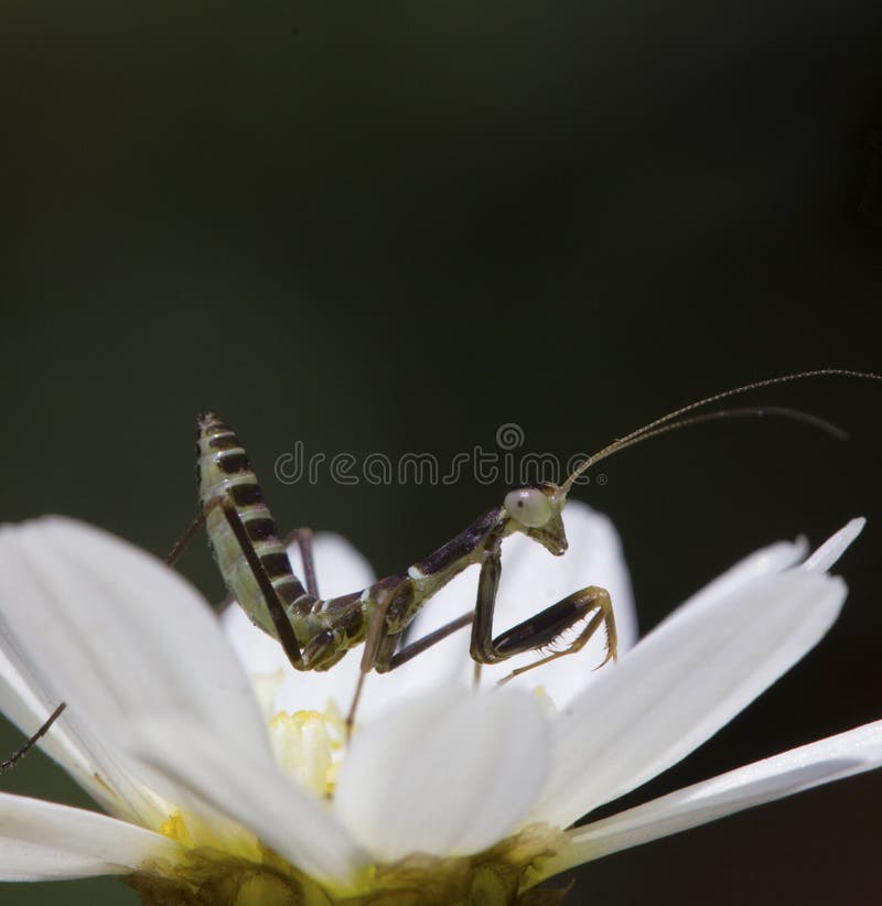 Mantis stock photo. Image of shot, orange, praying, photograph - 49776376