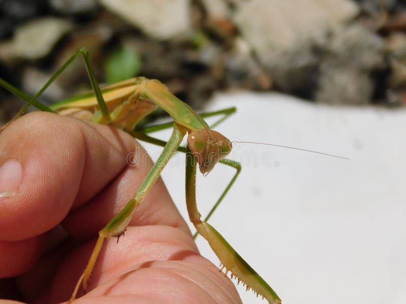 A Mantis and Human Hand stock photo. Image of friends - 270246138