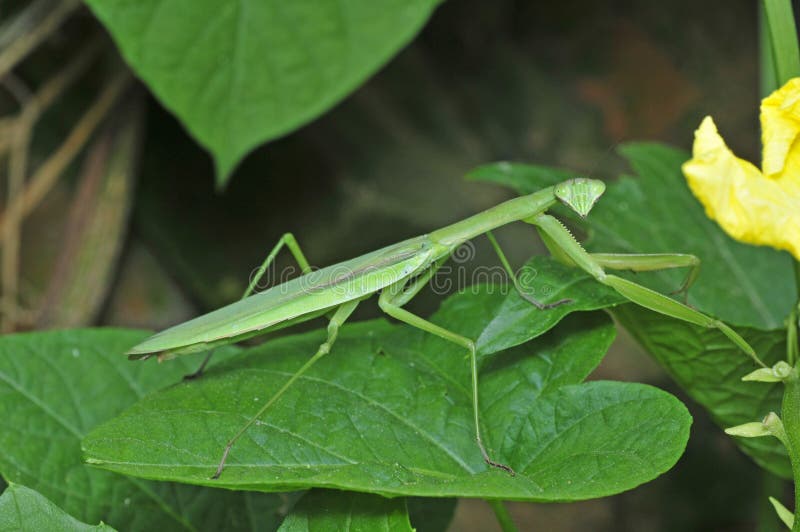 Mantis stock image. Image of pray, leaves, invertebrates - 307097759