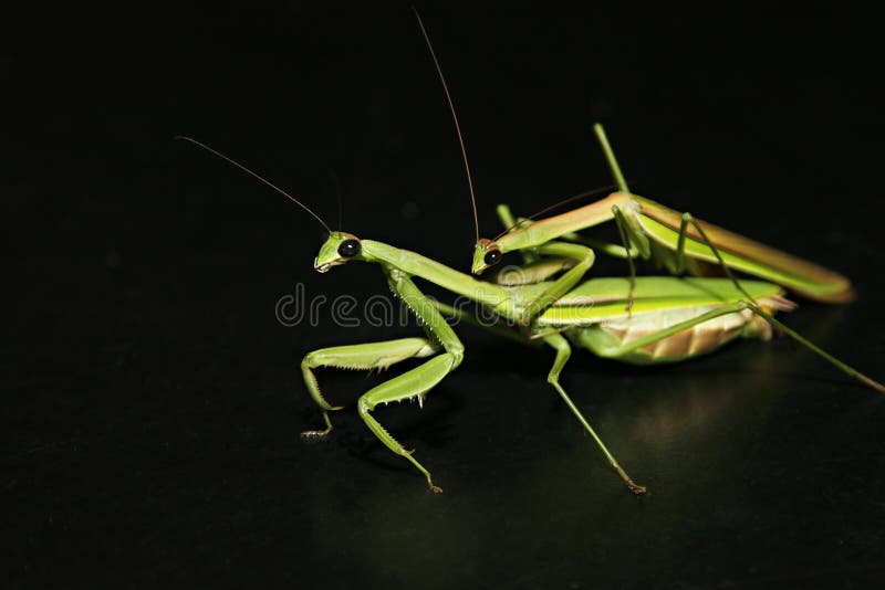 Mantis Mating stock image. Image of mating, life, mantis - 1390379