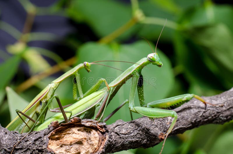 Mantis Mating stock image. Image of mating, life, mantis - 1390379