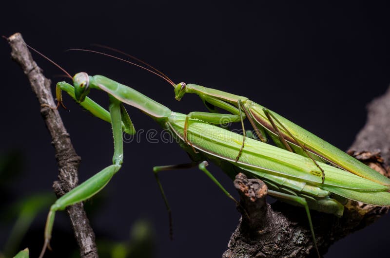 Mantis Mating. the European Mantis Mantis Religiosa Stock Image - Image ...
