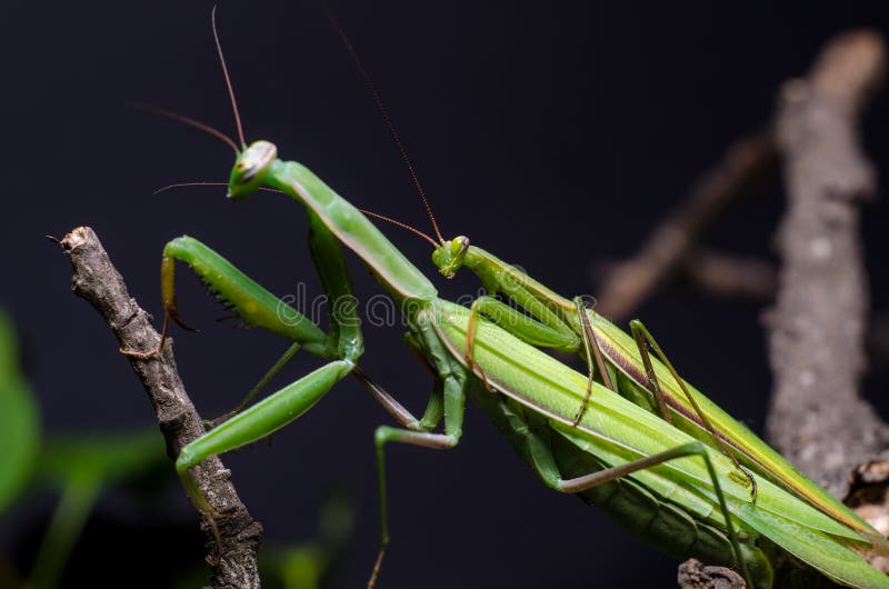 Mantis Mating. the European Mantis Mantis Religiosa Stock Image - Image ...