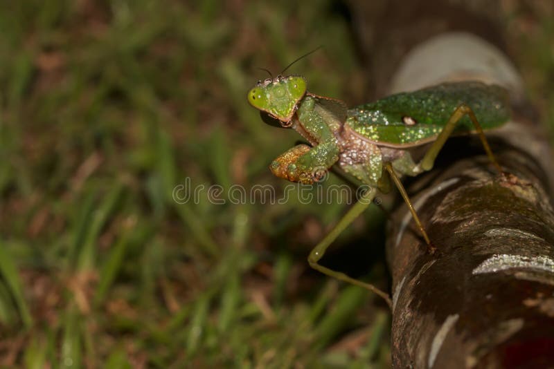 Mantis stock image. Image of creepy, species, space, shot - 59076399