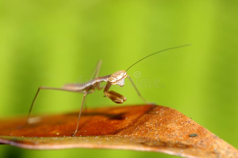 Mantis Mix with Green Background Stock Photo - Image of fine, bright ...