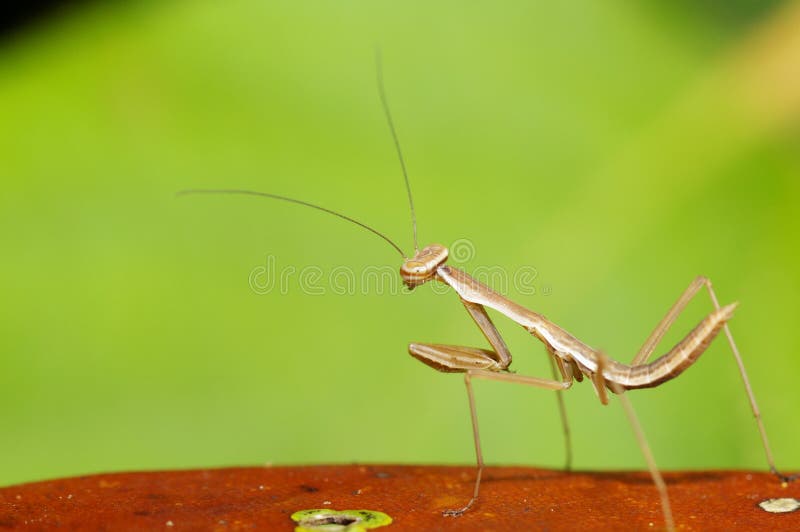 Mantis Mix with Green Color Stock Image - Image of beautiful, light ...