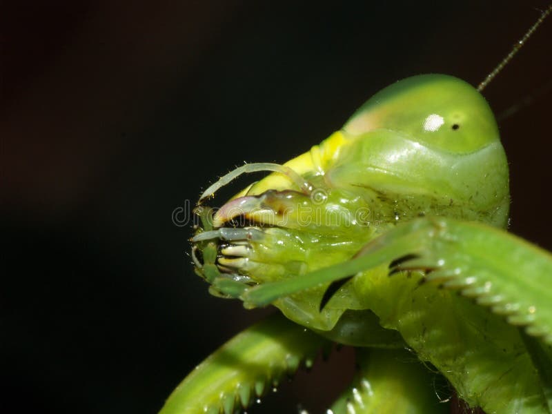 Mantis Mouth Cleaning Foot. Stock Image - Image of foot, head: 13907525
