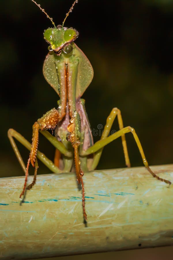 Mantis Back Side Stock Photos - Free & Royalty-Free Stock Photos from ...
