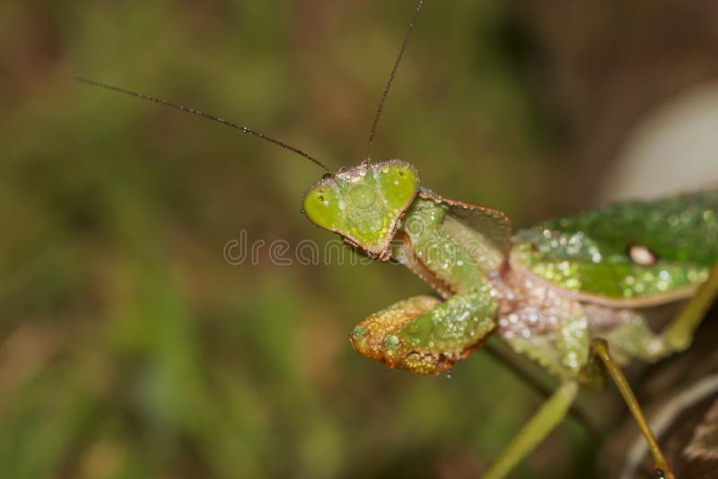 Mantis Back Side Stock Photos - Free & Royalty-Free Stock Photos from ...