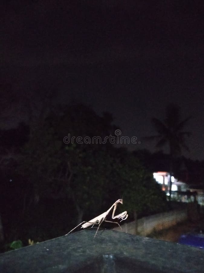 Mantis in the night stock photo. Image of insect, darkness - 202646060