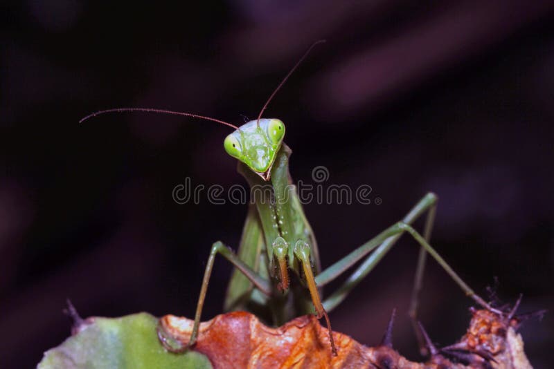 Black background mantis stock image. Image of gesture - 149674385