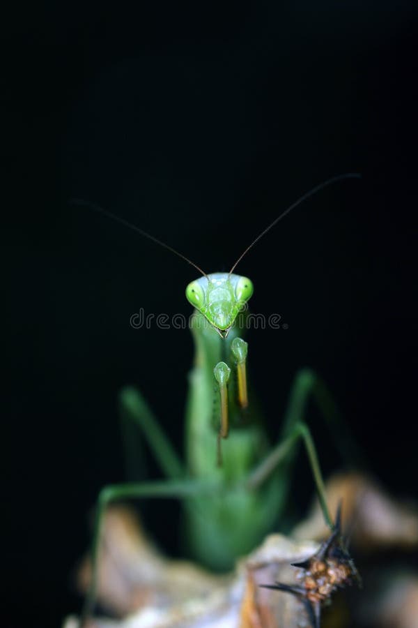 Mantis that Sword is always Hang Down Stock Image - Image of wildlife ...