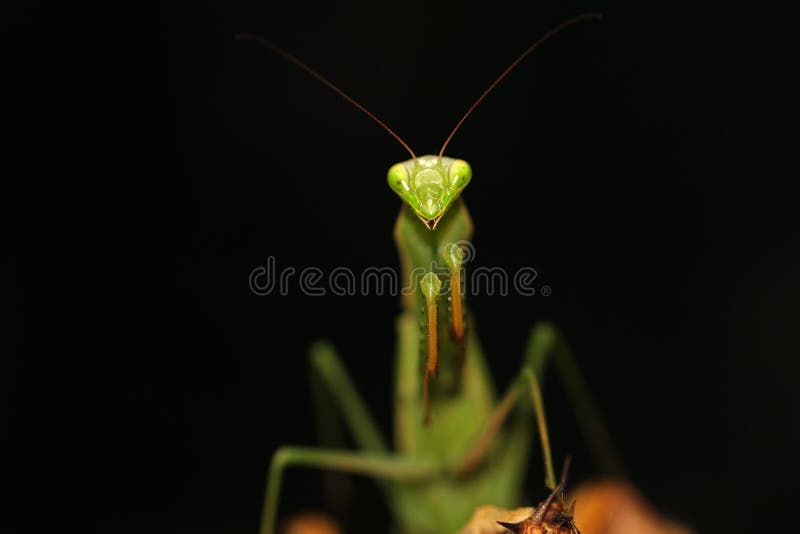 Stare at You Praying Mantis Stock Photo - Image of carnivorous, staring ...