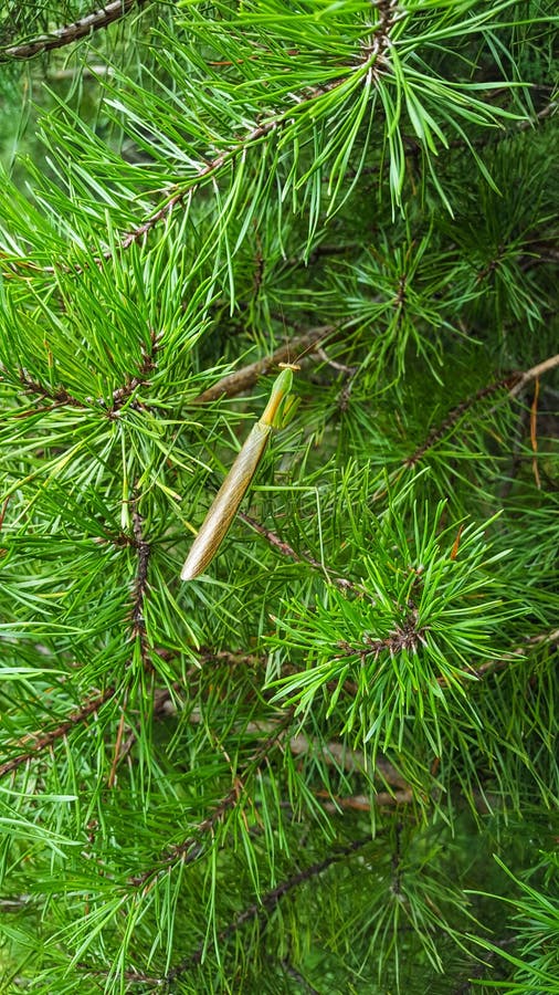 Mantis on a Northern Pine stock photo. Image of tree - 181082868