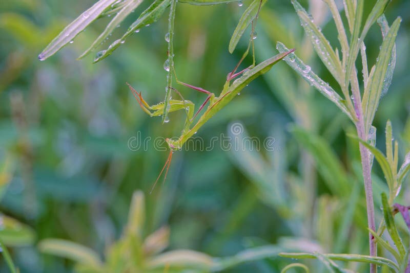 Mantis nymph stock image. Image of life, drop, bugs - 190184347