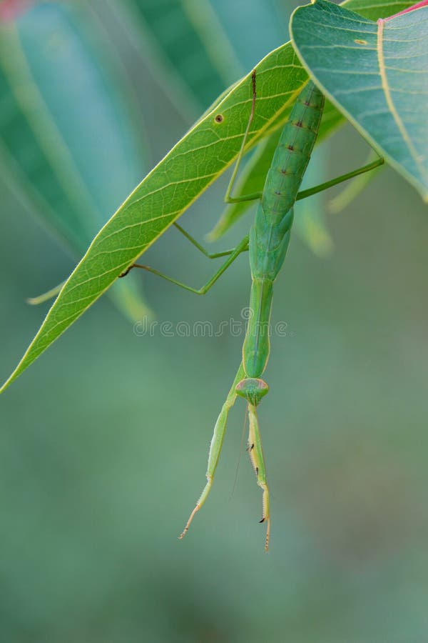 Mantis nymph stock image. Image of wildlife, insects - 252475779