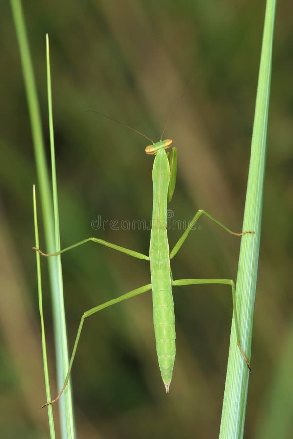 Mantis nymph stock image. Image of nymph, green, water - 190175975