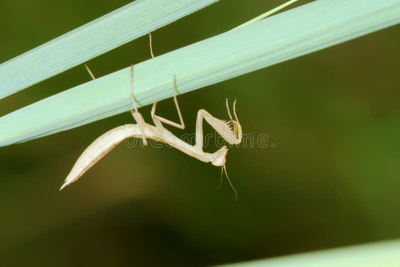 Mantis nymph stock photo. Image of tenodera, closeup - 42122456