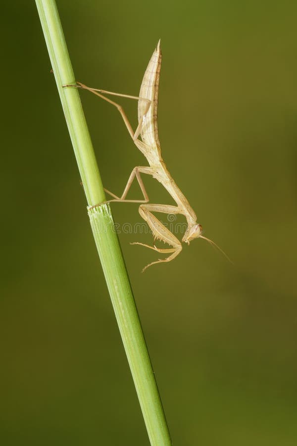 Mantis nymph stock image. Image of nymph, green, water - 190175975