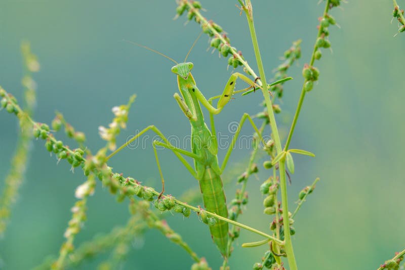 Mantis nymph stock photo. Image of wild, mantis, green - 252475652