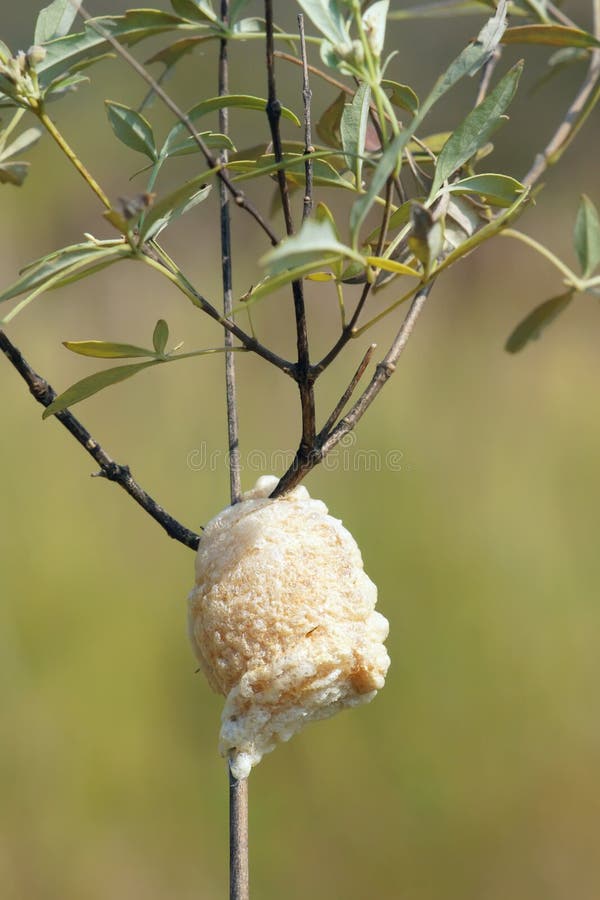 Mantis ootheca stock image. Image of breed, eggcase, nature - 44798175